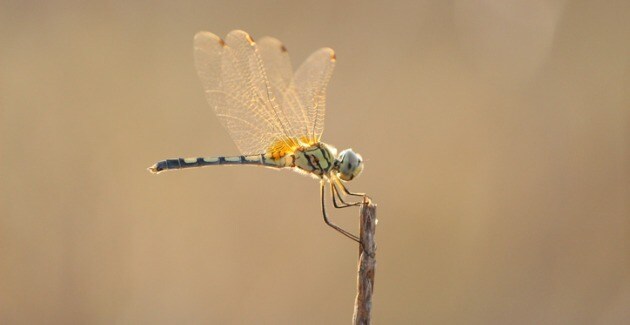 De mooiste brief: "Mijn overleden man gaf een teken dat hij goed ...