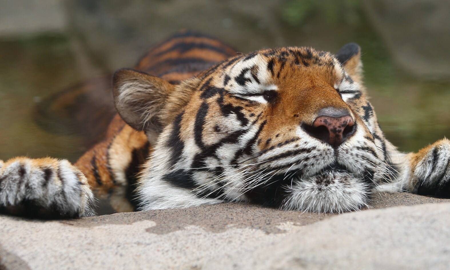 Bijzonder: tijger wordt beste vrienden met zijn prooi | Libelle