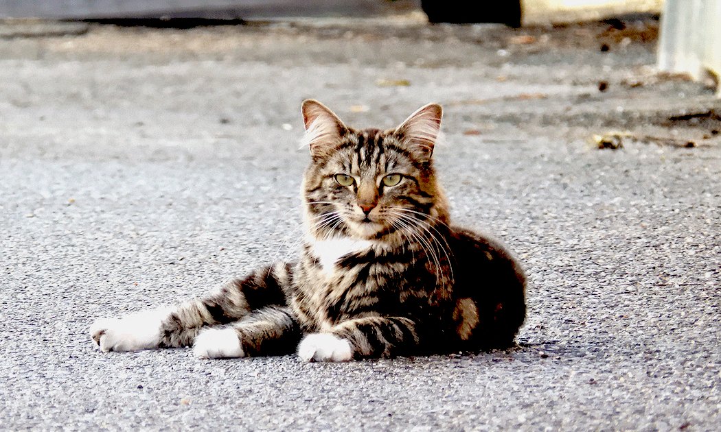 Barbara is al 10 jaar gelukkig getrouwd met haar katten | Libelle