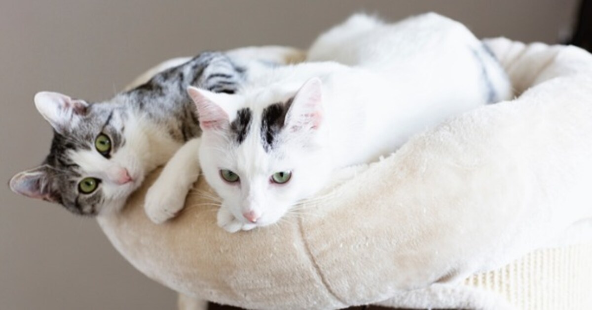 Inspiratie: de leukste duo-dierennamen voor als je twee huisdieren ...