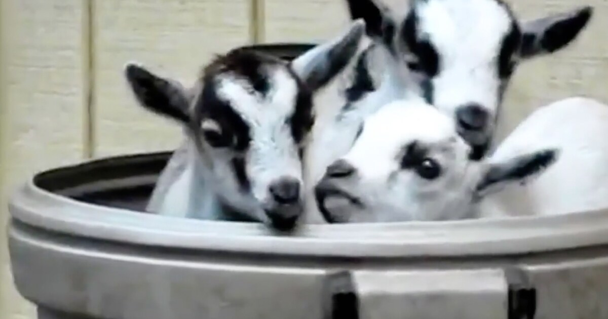 Lief: schattige geitjes | Libelle