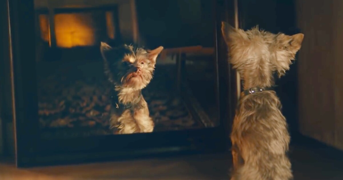 Waarom we Frekkel uit de Staatsloterij-kerstreclame het mooiste hondje ...