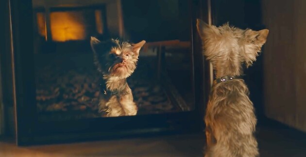 Waarom we Frekkel uit de Staatsloterij-kerstreclame het mooiste hondje ...