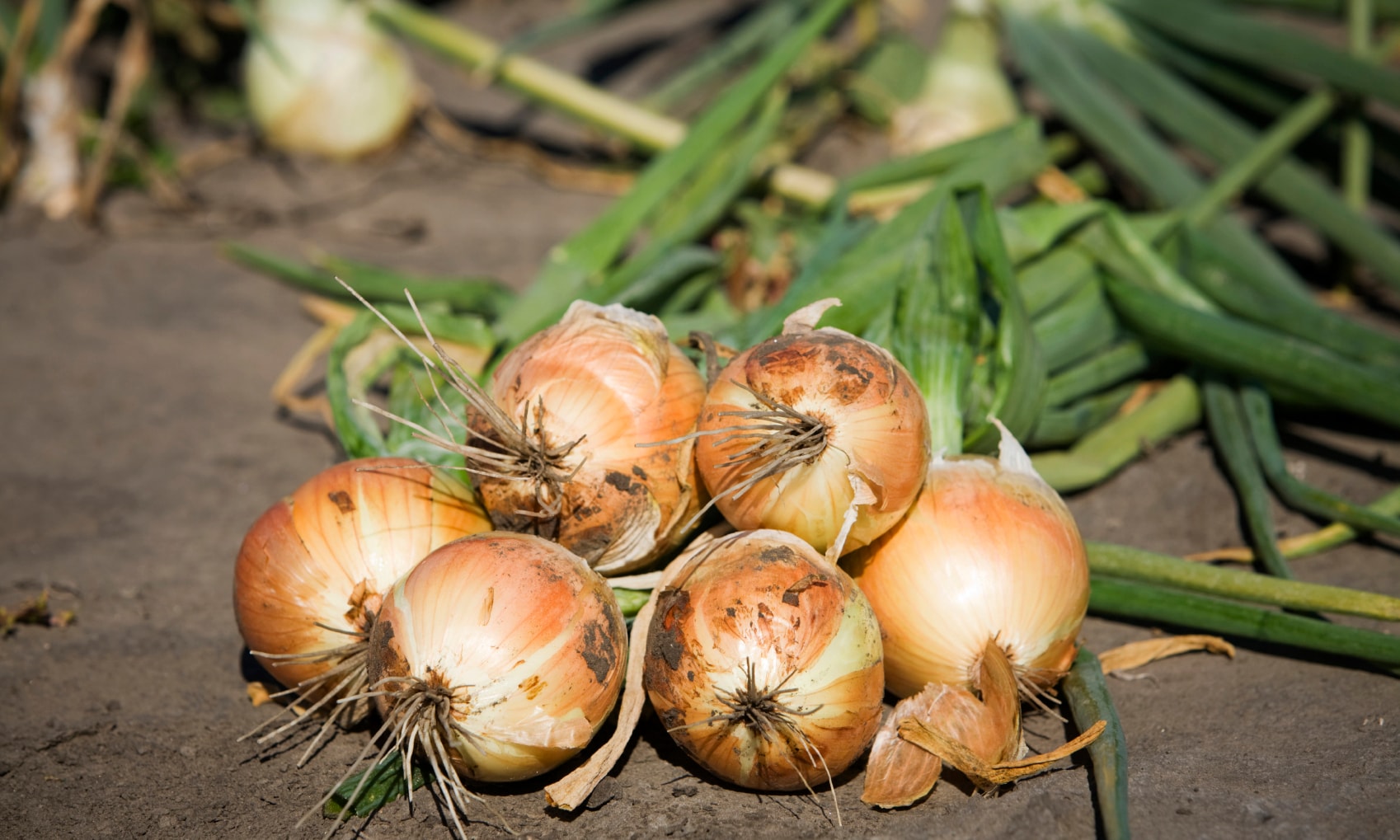 Zo snij je een ui zonder te huilen | Libelle