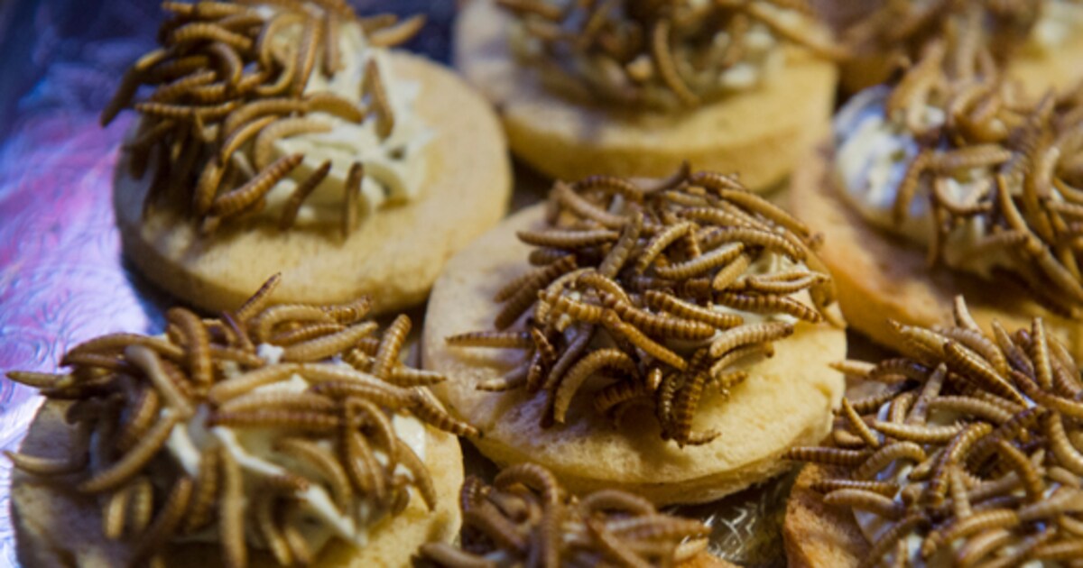 Insecten eten de toekomst? | Libelle