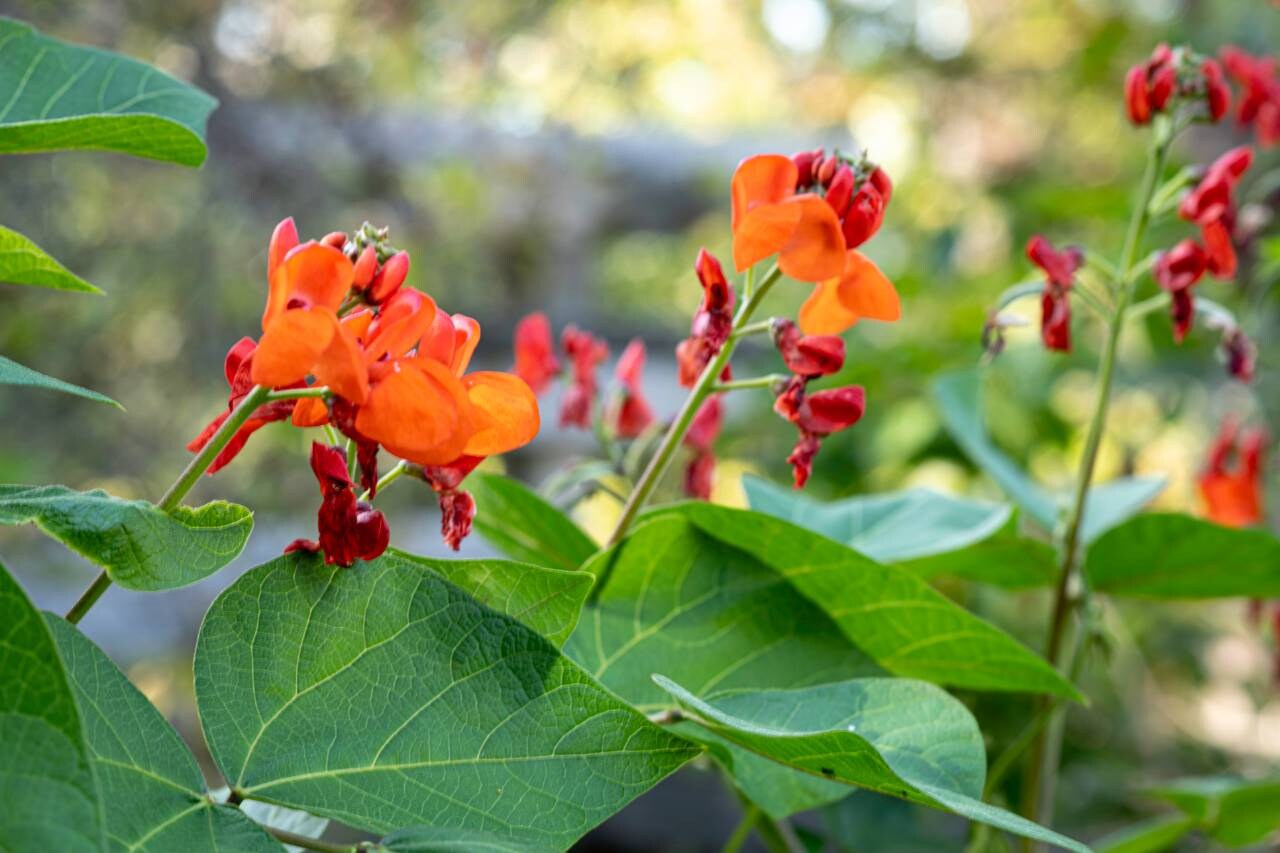 Met déze 10 planten lok je de mooiste vlinders naar je tuin | Libelle