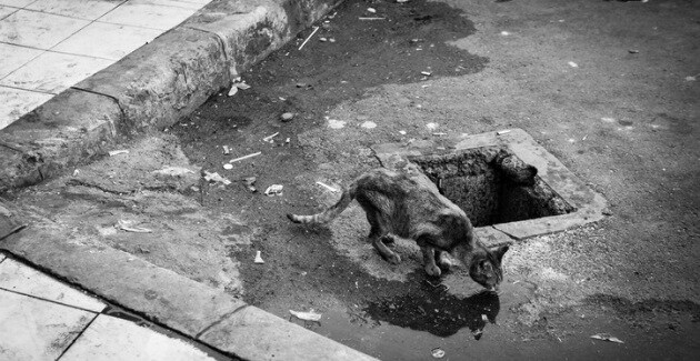 Een kattenbeet werd Simone (52) bijna fataal | Libelle