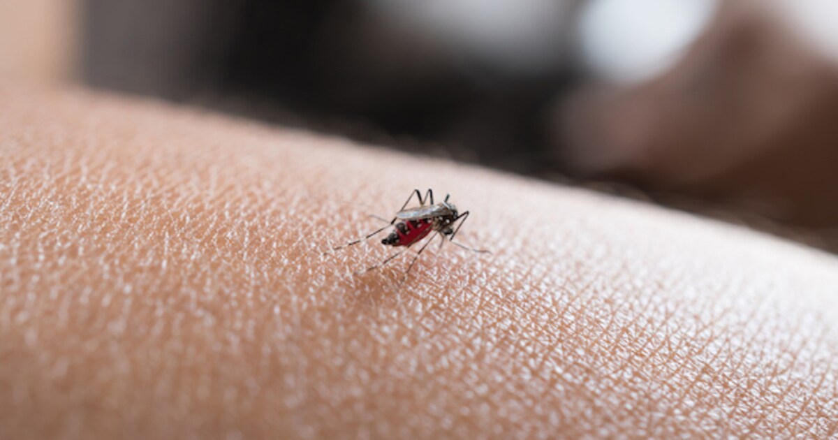 7x dít wil je weten over insectenbeten | Libelle