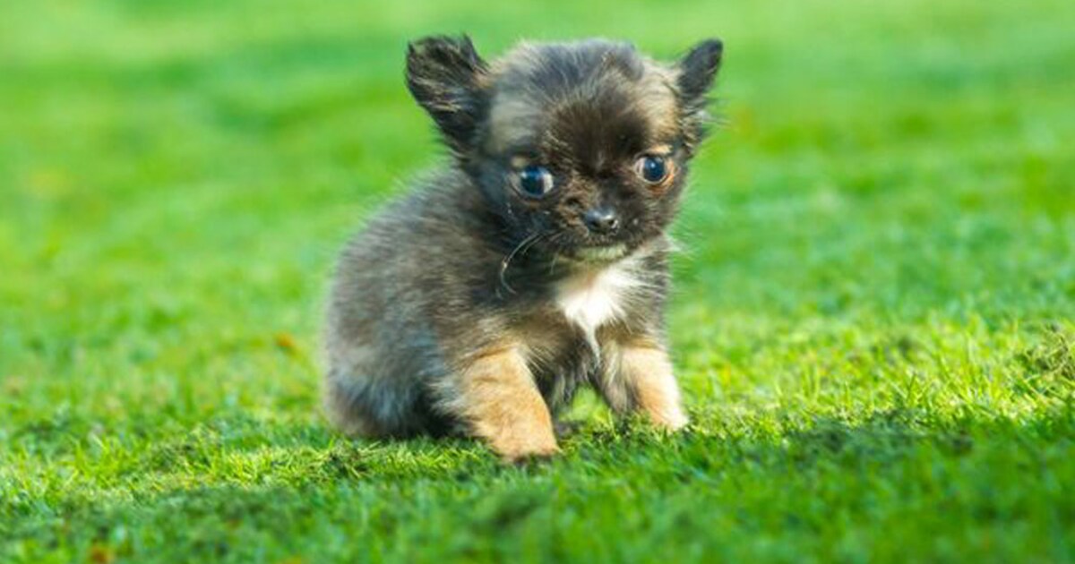 Dit is het kleinste hondje ter wereld | Libelle