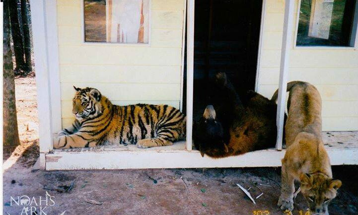 Zwarte Leeuwen En Tijgers Leeuw (Panthera Leo) Samsshop.nl