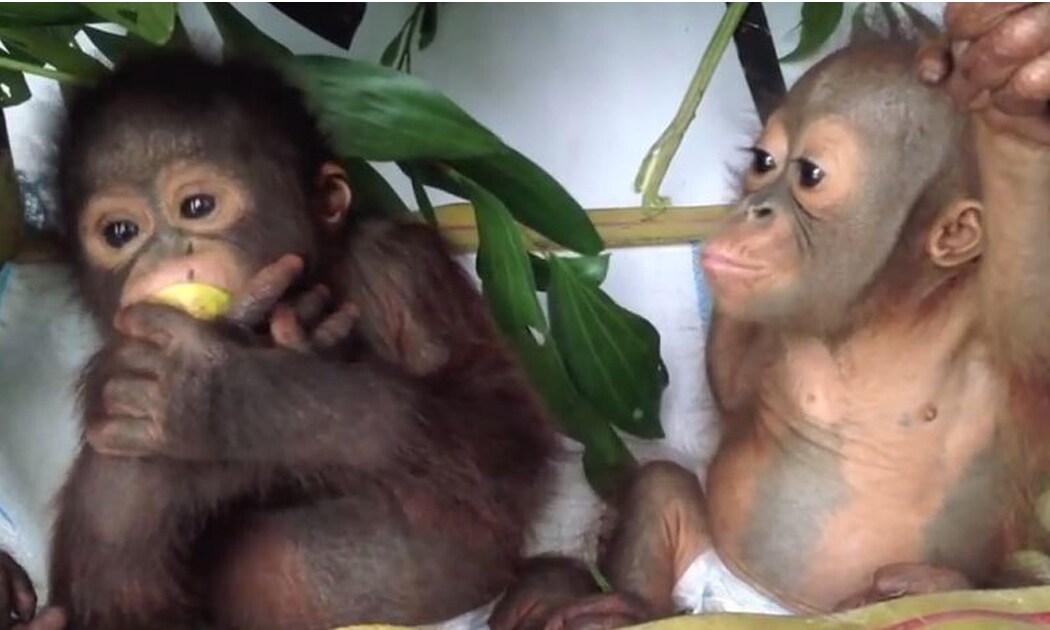 Lief: baby orang-oetans sabbelen op hun fruit | Libelle