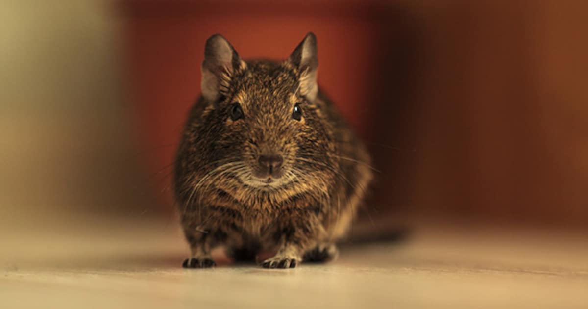 Met dít kruid houd je muizen buiten de deur - Libelle.nl