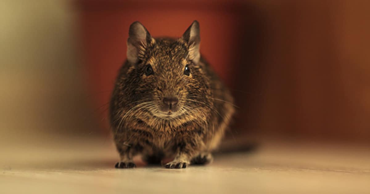 Met dít kruid houd je muizen buiten de deur | Libelle