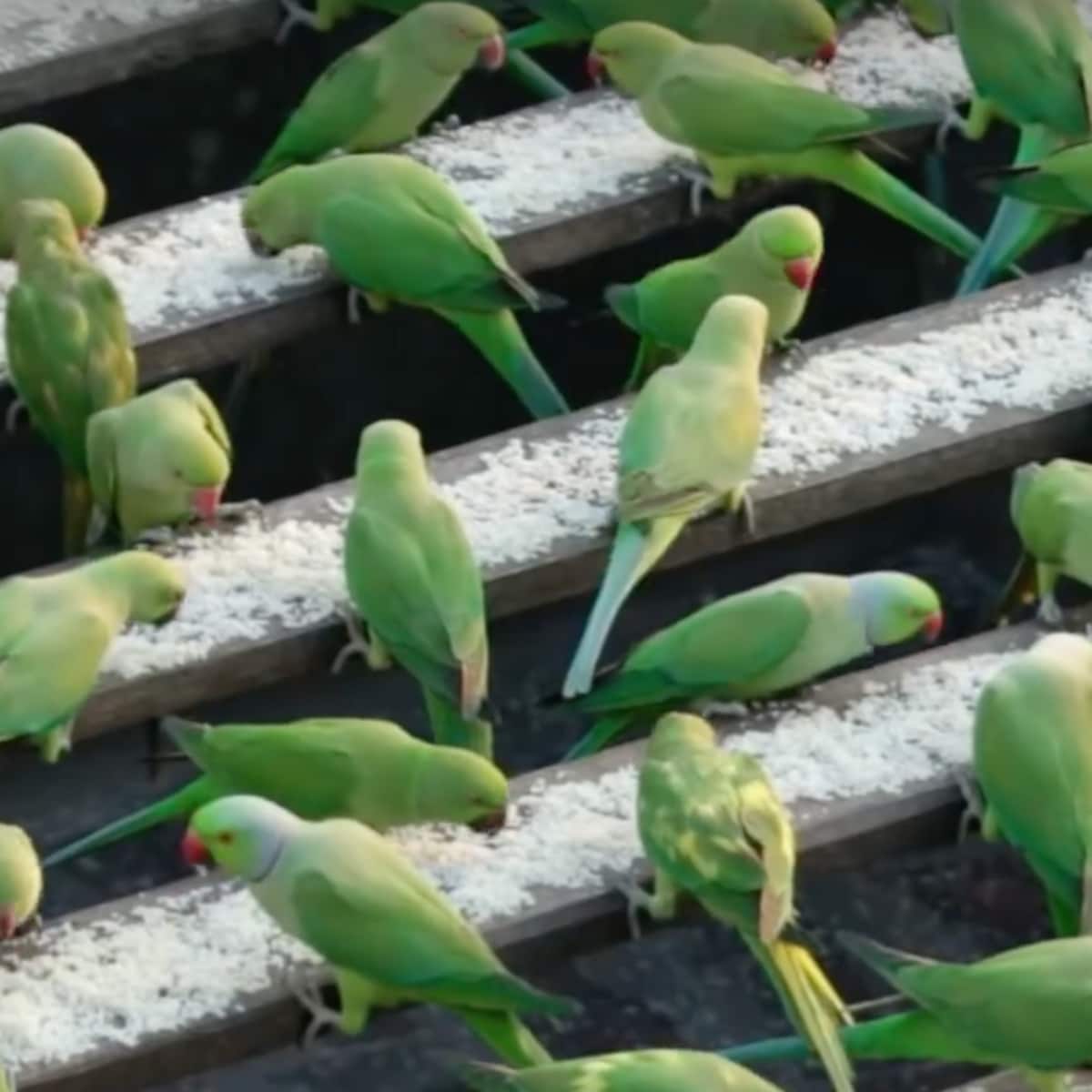 Groene Grasparkieten