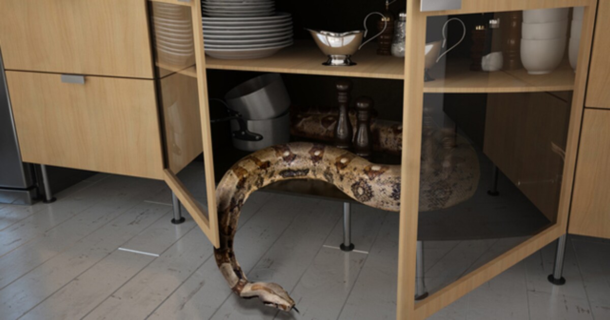 Vrouw uit Breukelen belt dierenambulance vanwege 'slang' onder haar ...