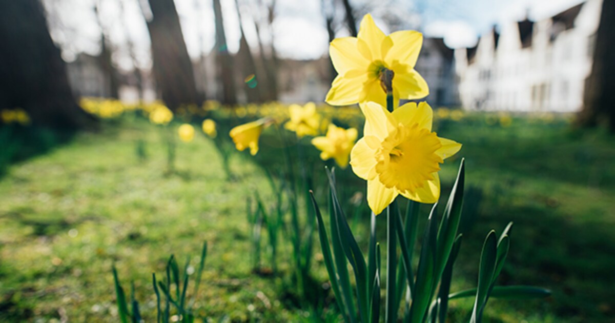 Het lijkt erop dat de lente dit jaar vroeg begint: 'In maart al 20 ...