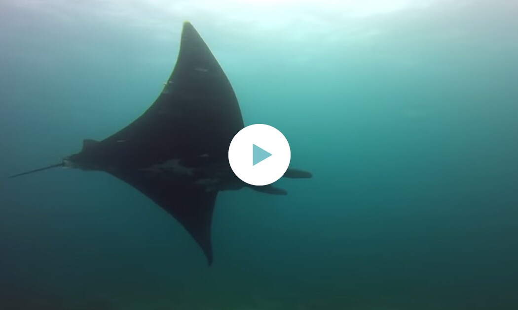 Duiker zwemt mee met grootste rog ter wereld | Libelle