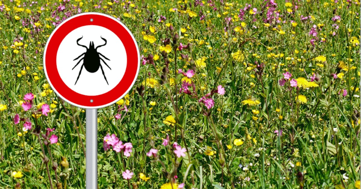 RIVM waarschuwt: een tekenbeet wordt niet altijd een rode ring | Libelle