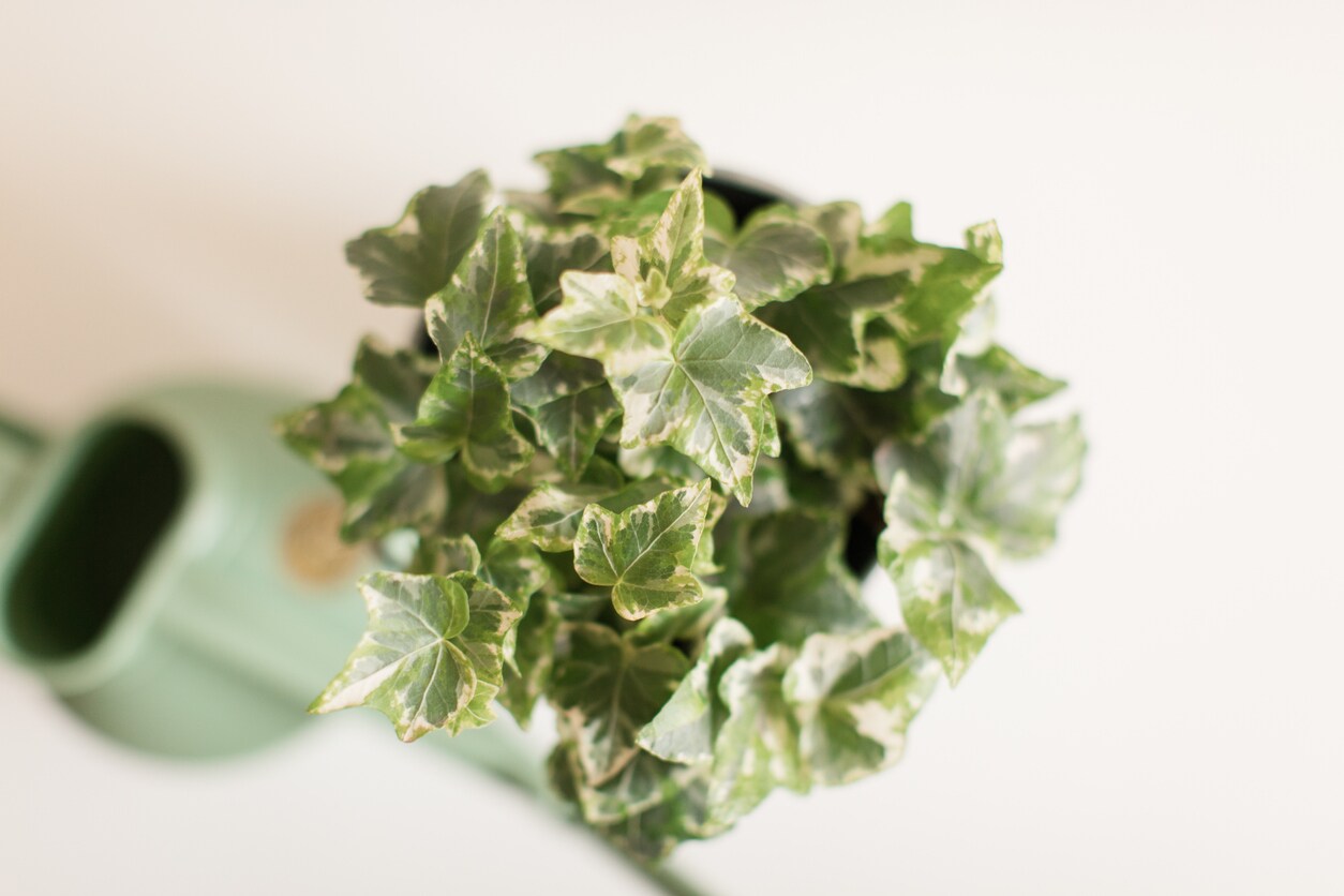 Mooi én handig: dit zijn de 4 beste kamerplanten voor in je keuken ...