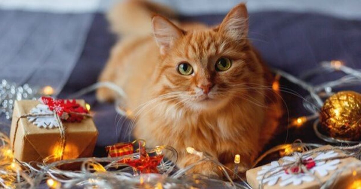 Vermiste kat Max na 8 jaar weer herenigd met baasje | Libelle