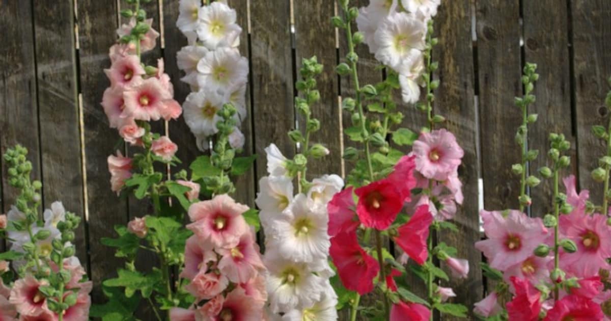 Stokrozen in je tuin? Zó stek je deze prachtige bloemen | Libelle