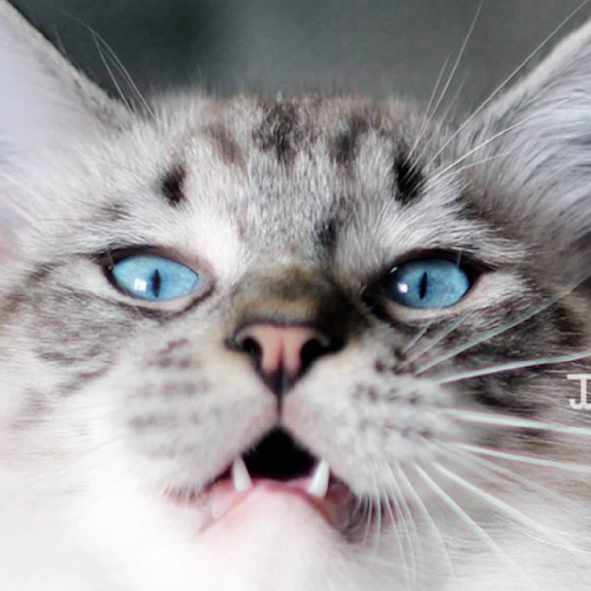 Katten Tong Forex Kat Die Neus Aanraakt Met Tong 80x80cm Foto Op