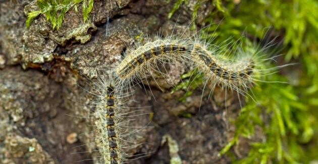 Na de processierups kunnen we ook van déze rups de nodige overlast ...