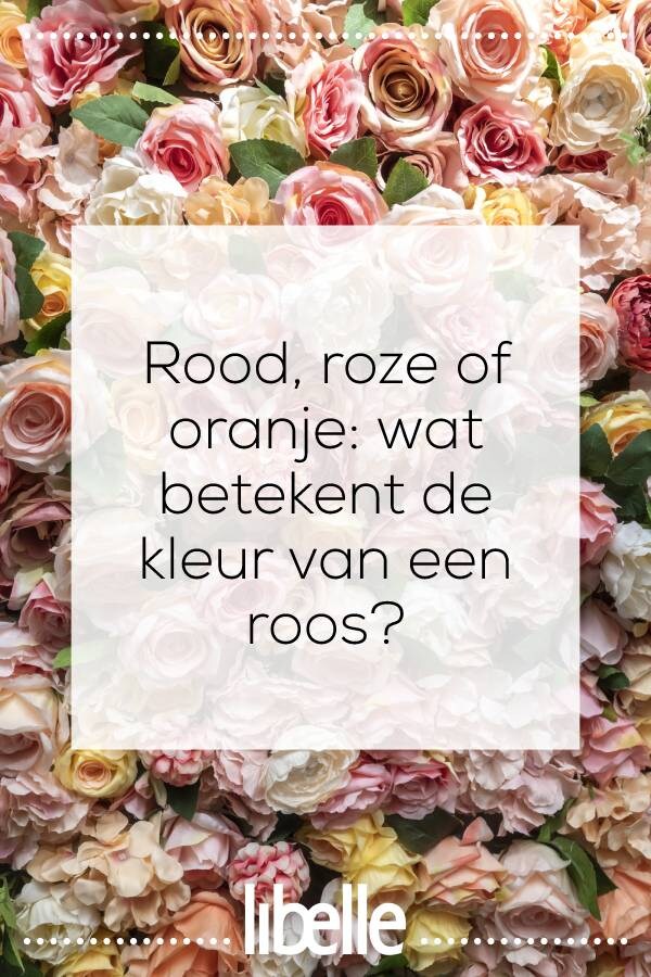 Rood, roze of oranje: wat betekent de kleur van een roos? | Libelle