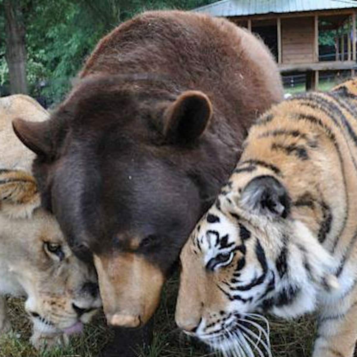 Zwarte Leeuwen En Tijgers Leeuw (Panthera Leo) Samsshop.nl