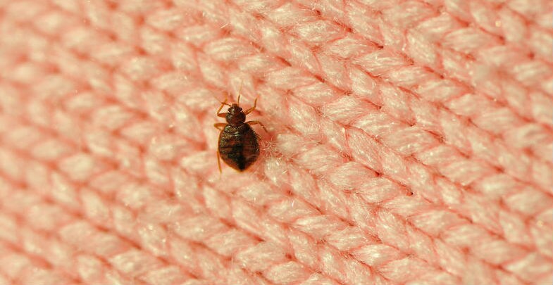 Jakkes: beddengoed in deze kleuren trekt bedwantsen aan | Libelle