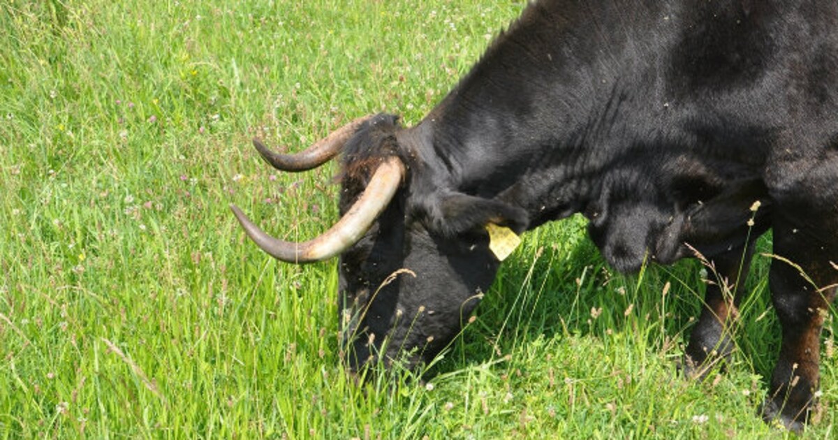 Wandelende vrouw uit het niets door stier te grazen genomen | Libelle