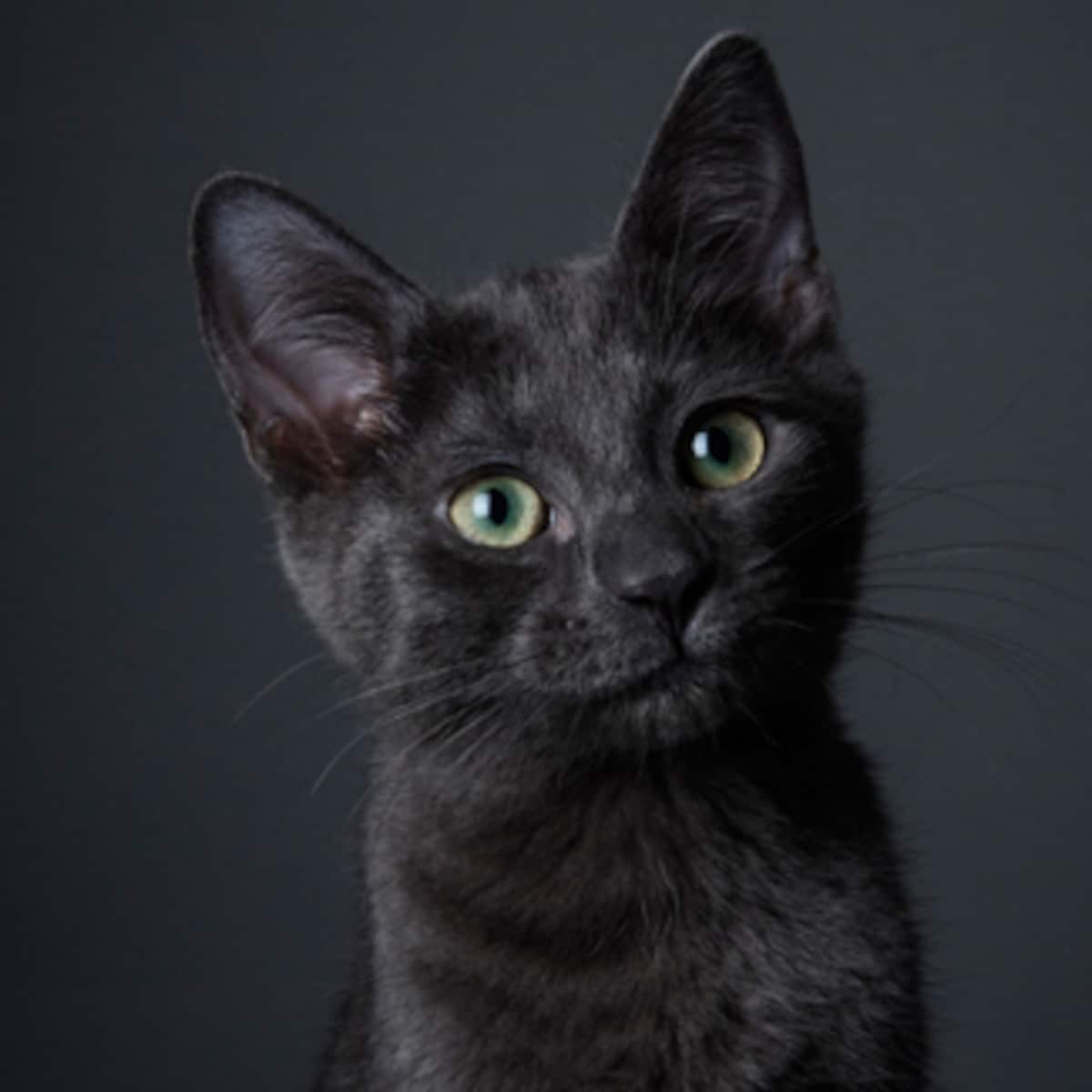Zwarte Katten Dierentehuisdenbosch (@dierentehuisdenbosch) Zwarte