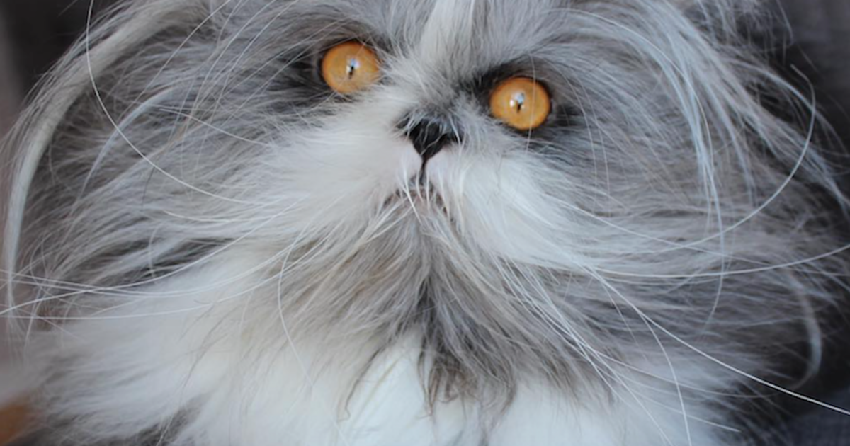 Het internet raakt niet uitgepraat over of dit dier een kat of een hond ...