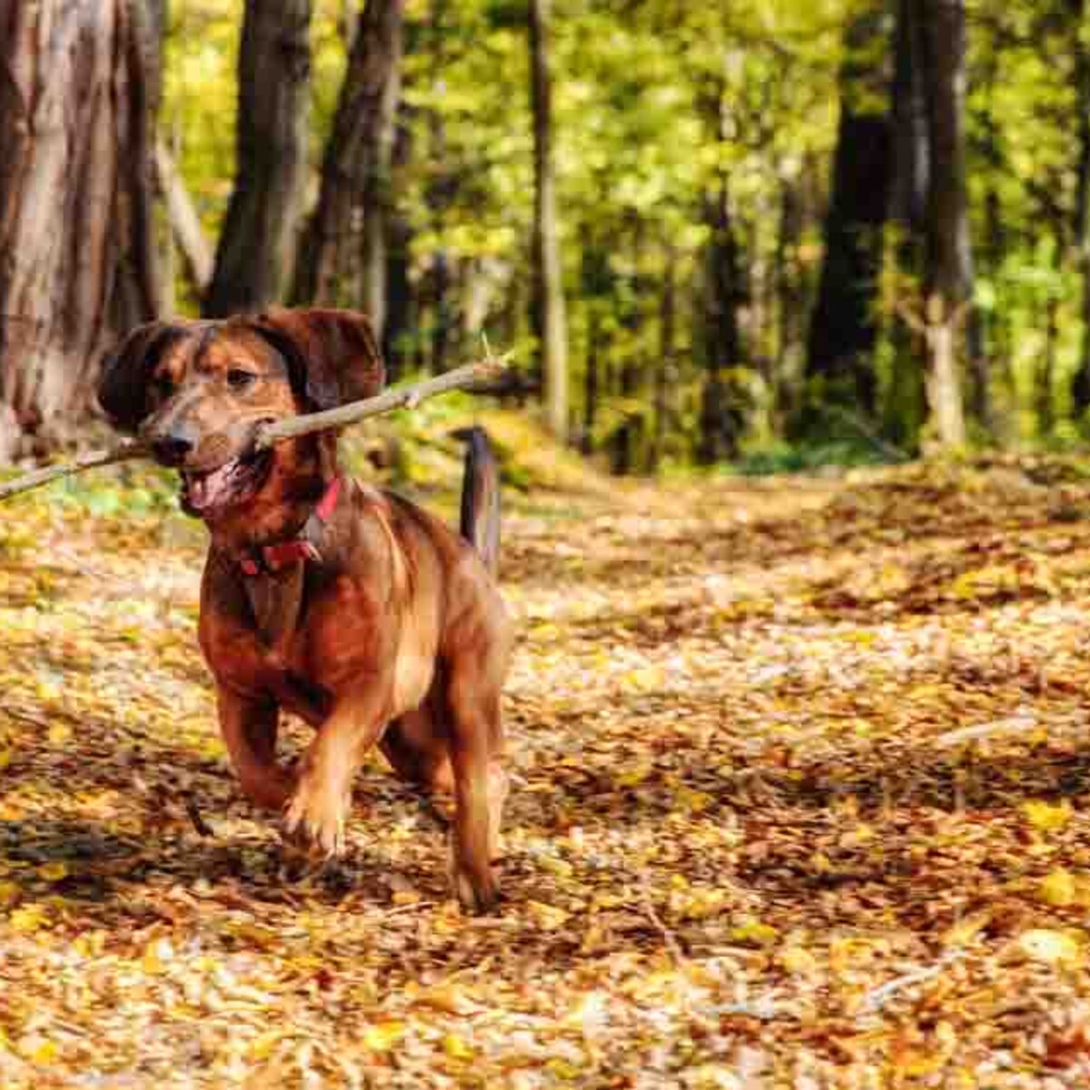 Phteven Hond Mcdonalds Hond In Evenwicht