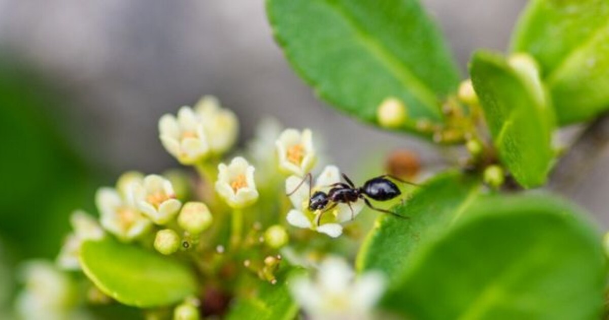 Help: na eikenprocessierups is er een nieuwe insectenplaag in aantocht ...