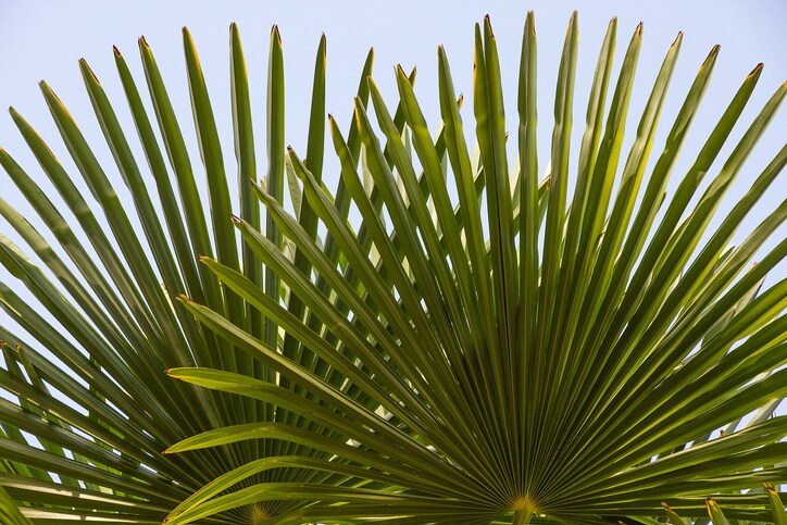 Kan je tuin wel een tropisch tintje gebruiken? Zó onderhoud je een palm ...
