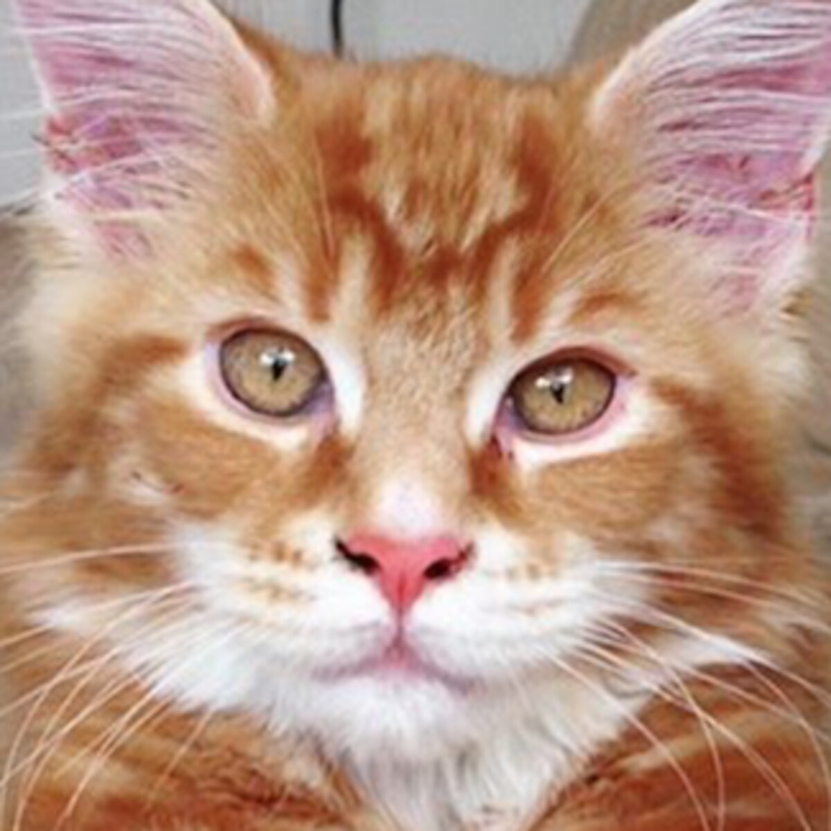 Het Grootste Katje Ter Wereld De Kat Van Nederlander Arvid Is