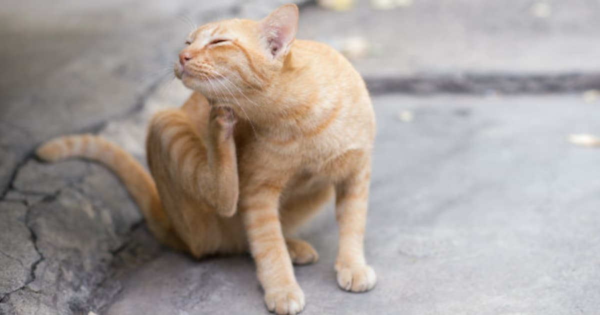 Het vlooienseizoen is begonnen: hier moet je op letten als je kat ...