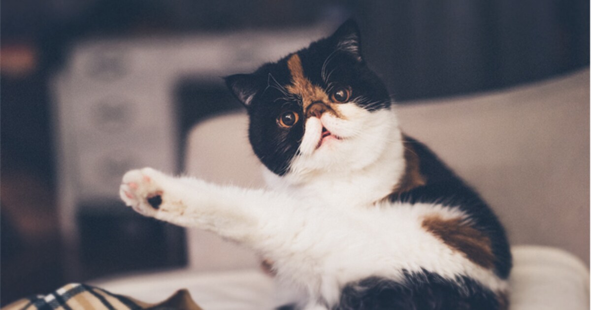 Verwaarloosde kat met dreadlocks krijgt metamorfose | Libelle