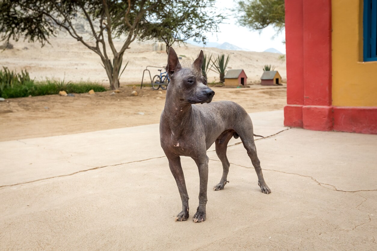 Deze 19 hondenrassen verharen niet en zijn ideaal als je allergisch ...