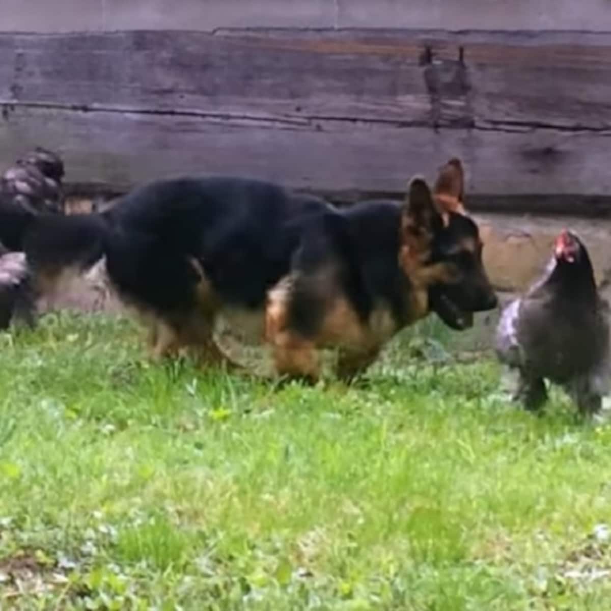 Dwerggroei Bij Honden Dwerg Spitz Hond Schattig Gratis Foto Op