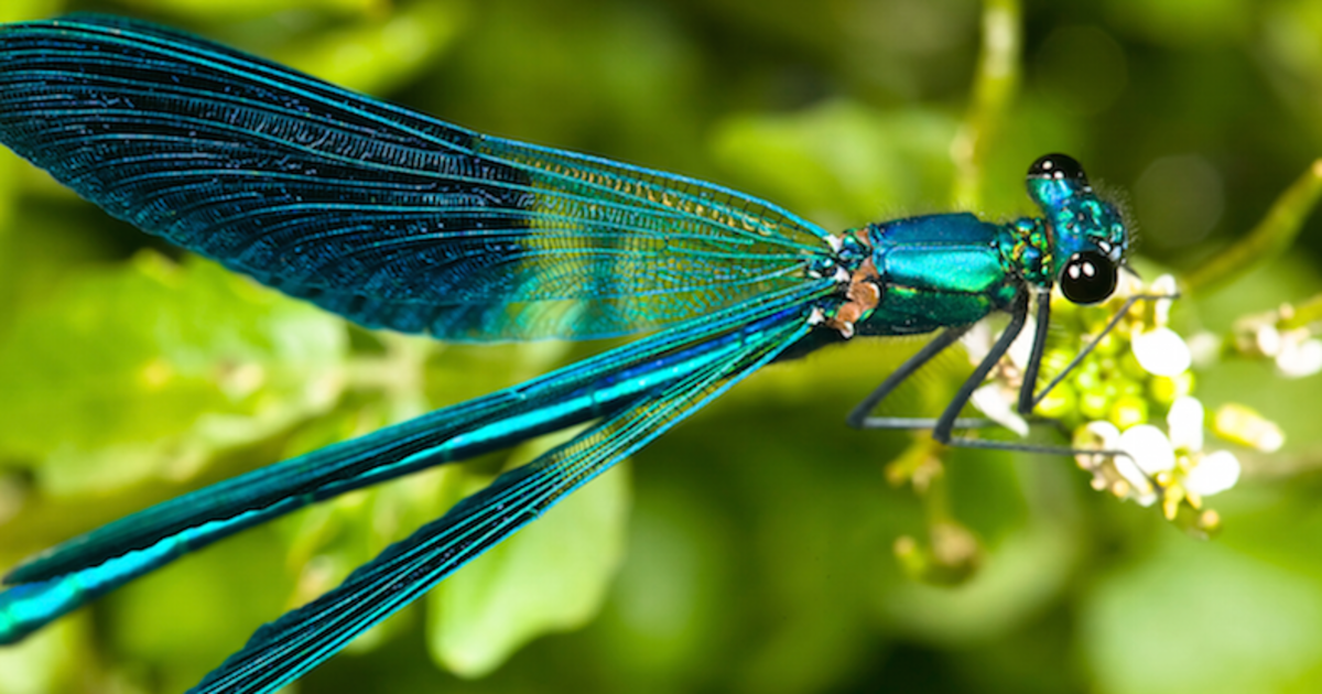 Libellen reizen het verst van alle insecten | Libelle