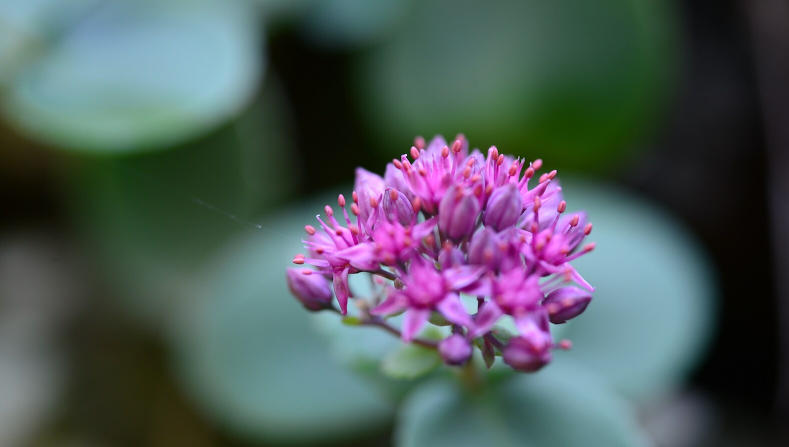 Met déze 10 planten lok je de mooiste vlinders naar je tuin | Libelle