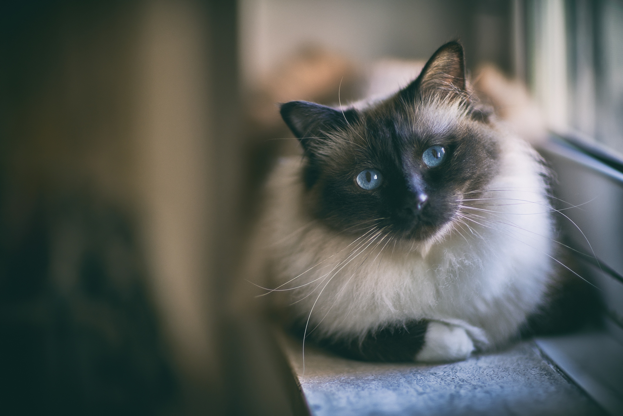 Dit zijn de 11 meest aanhankelijke kattenrassen | Libelle