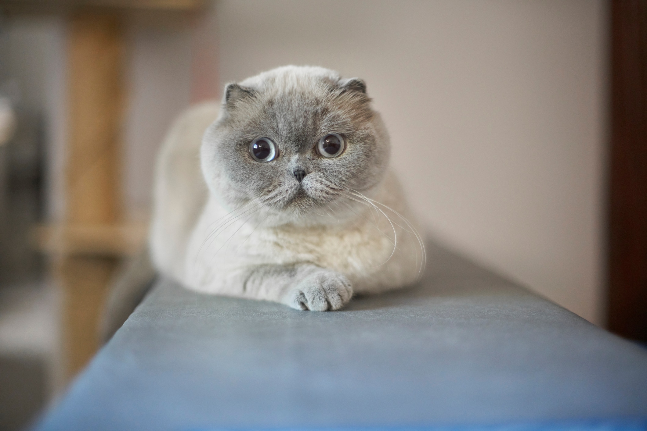 Soorten Katten 23% Korting! Yarrah Natvoer Voor Katten Alle Soorten