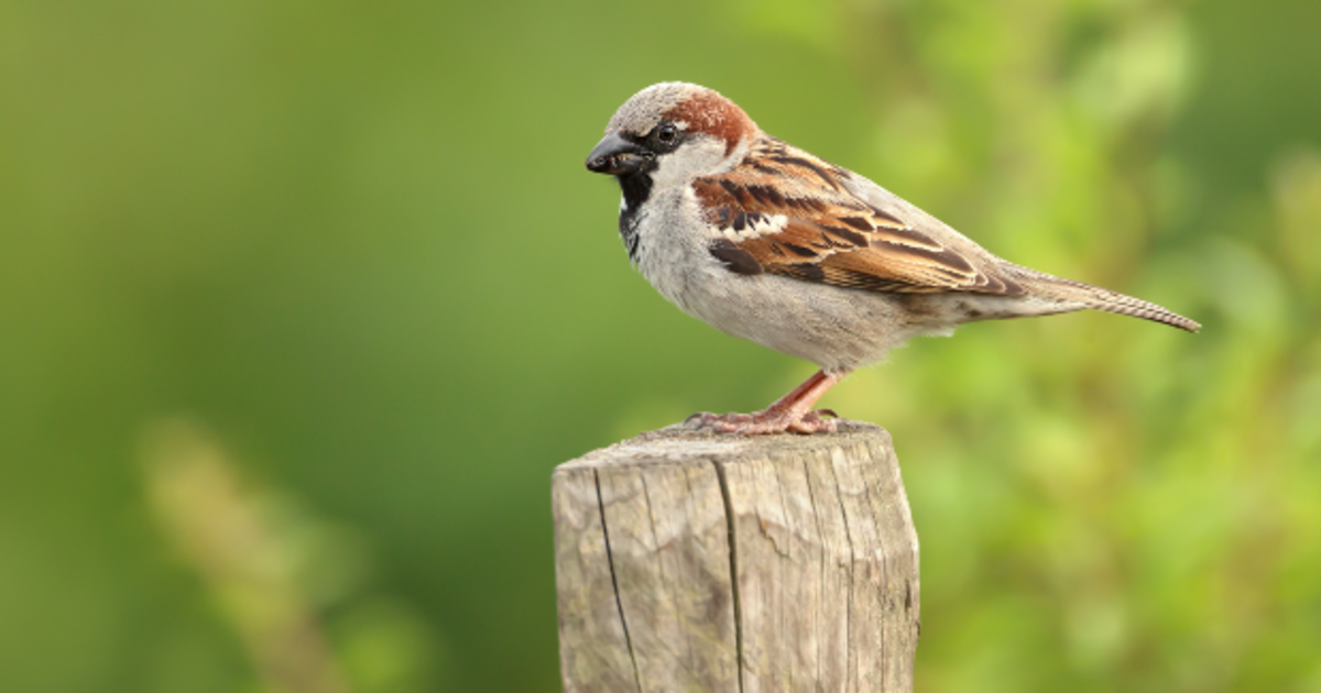 Waar komt het gezegde 'iemand blij maken met een dode mus' vandaan ...