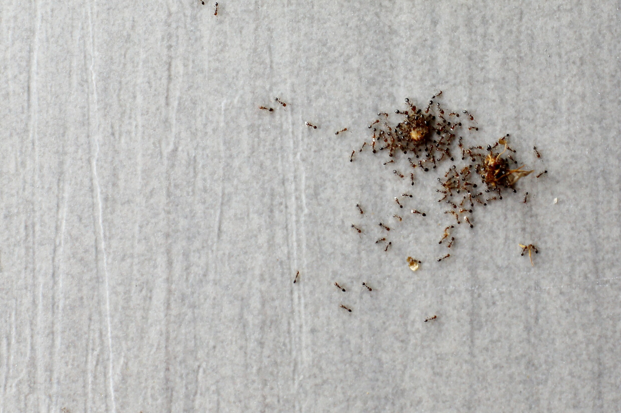 Oh nee! Na de eikenprocessierups is er een nieuwe insectenplaag op ...