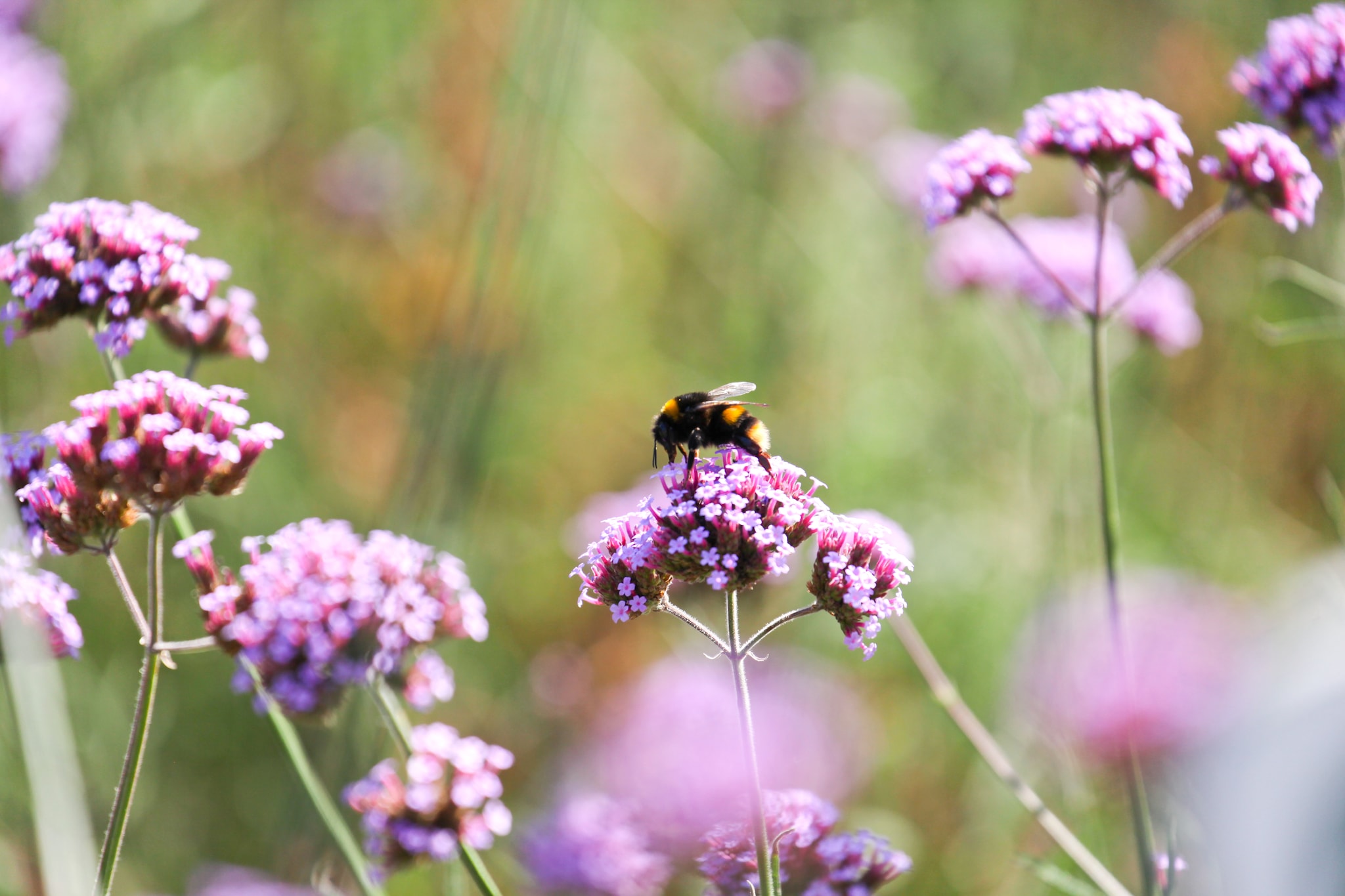Nuttig: déze insecten wil je wél in je tuin hebben