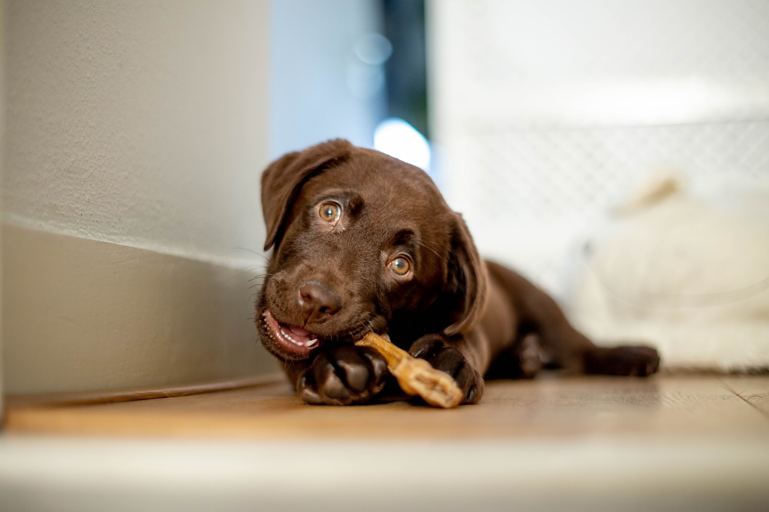 Pas op: op déze dingen mag je hond niet bijten | Libelle