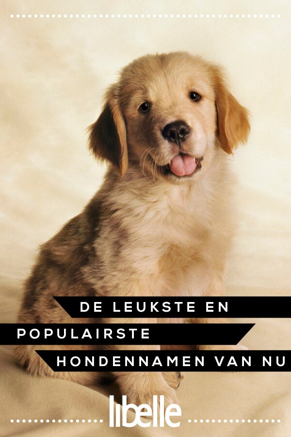 Dit zijn de leukste hondennamen voor jouw viervoeter | Libelle